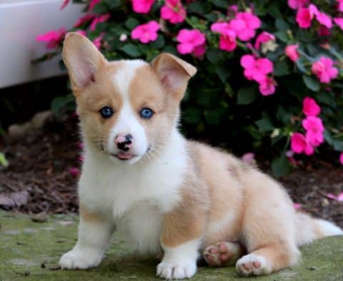 Puppy Finder: Find & Buy a Dog today by using our Petfinder