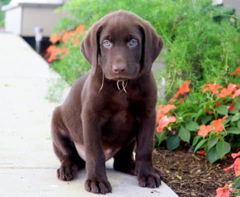 Chocolate Lab Puppies For Sale | Keystone Puppies