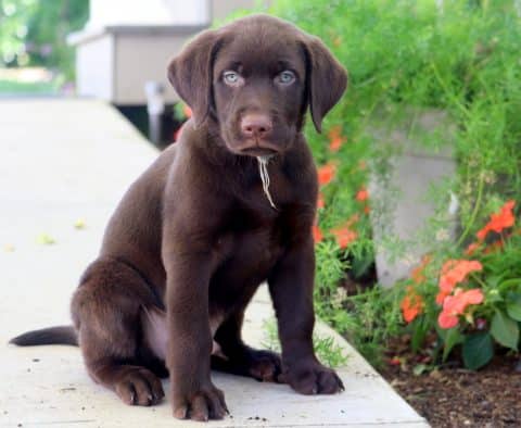 Chocolate Lab Puppies For Sale | Keystone Puppies