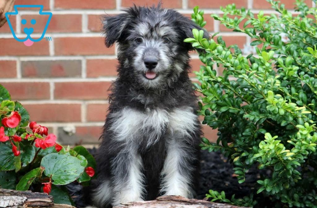 Siberian Husky Poodle Mix