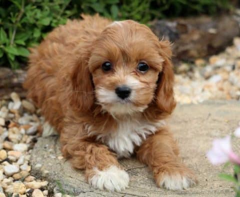 Cavapoo Puppies for Sale - Keystone Puppies