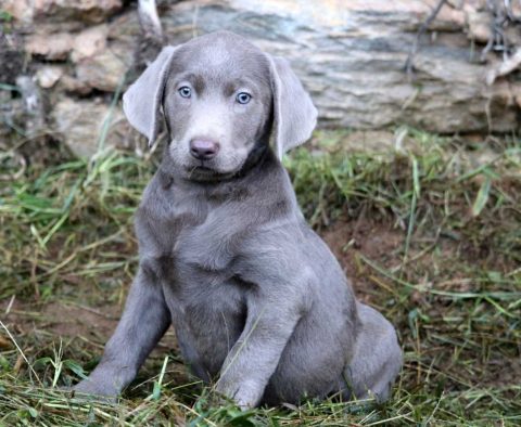 Silver Lab Puppies for Sale - Keystone Puppies