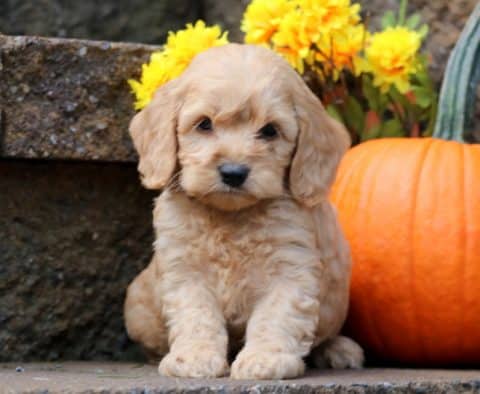 Cockapoo Puppies for Sale - Keystone Puppies
