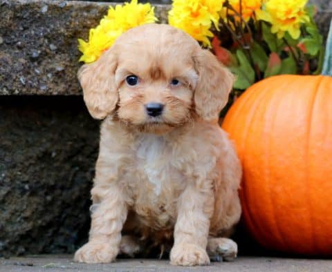 Cockapoo Puppies for Sale - Keystone Puppies