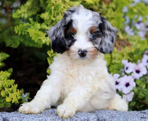 Cockapoo Puppies for Sale - Keystone Puppies