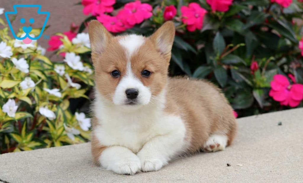 Can A Cane Corso And A Pembroke Welsh Corgi Be Friends
