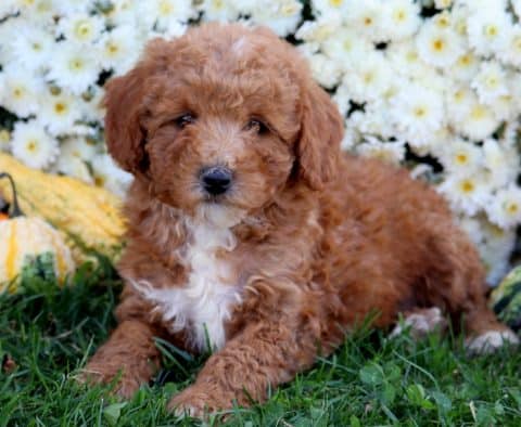 Meet Mini Poodles for Sale: Happy, Healthy & 100% Ready to be Loved