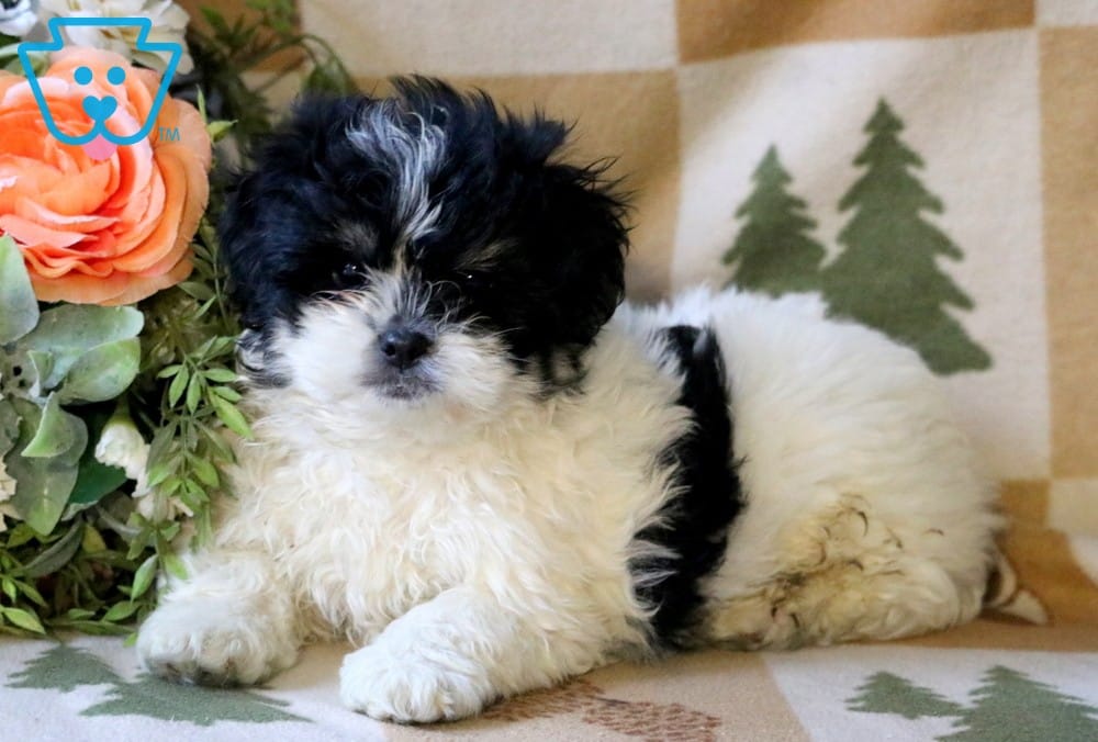 How Much Do Peekapoo Puppies Cost