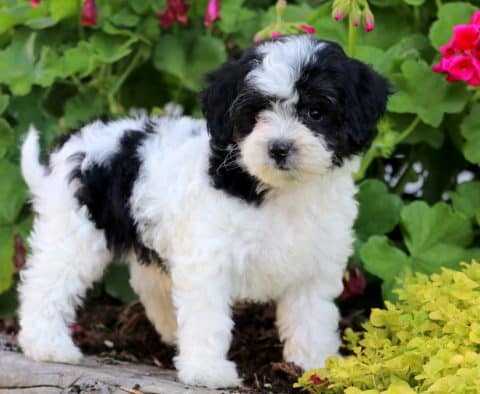 Terrier Poodle Mix Black And White