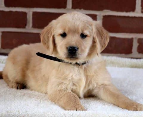 Golden Retriever Puppies for Sale | Purebred Golden Retriever Dogs