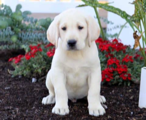 Yellow Lab Puppies for Sale - Keystone Puppies