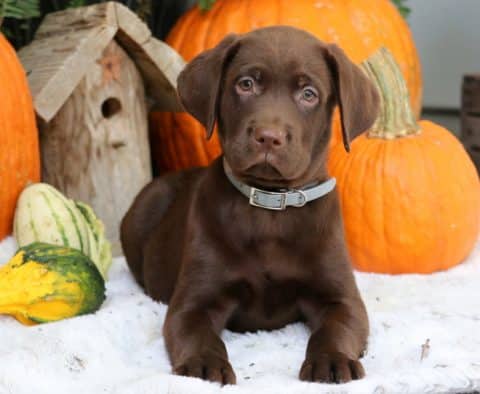 Cheap & Afforable Puppies for Sale Under $1,000 | Keystone Puppies