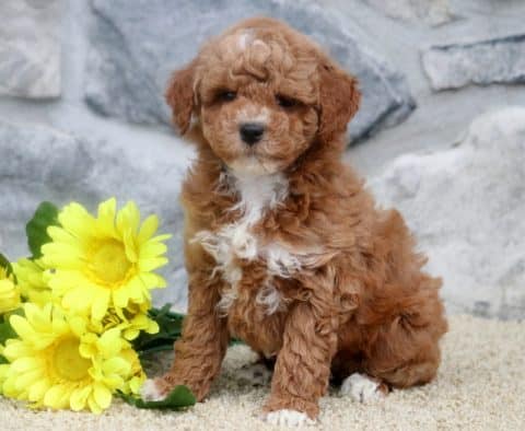 Meet Mini Poodles for Sale: Happy, Healthy & 100% Ready to be Loved