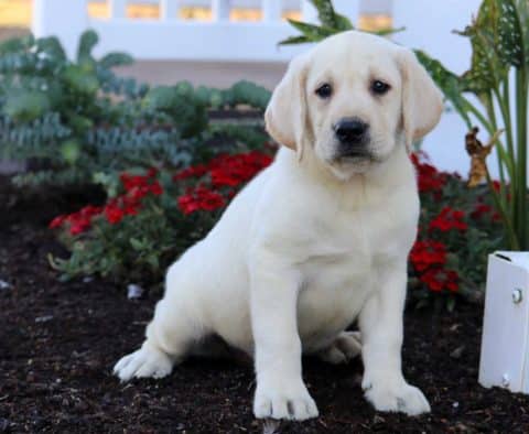 Yellow Lab Puppies for Sale - Keystone Puppies