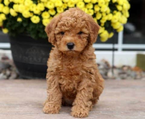 Meet Mini Poodles for Sale: Happy, Healthy & 100% Ready to be Loved