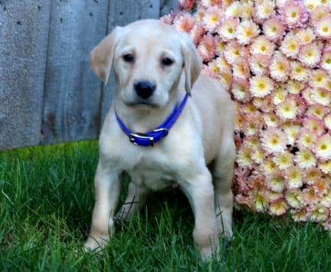 Yellow Lab Puppies for Sale - Keystone Puppies
