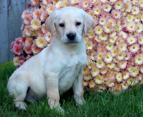 Yellow Lab Puppies for Sale - Keystone Puppies