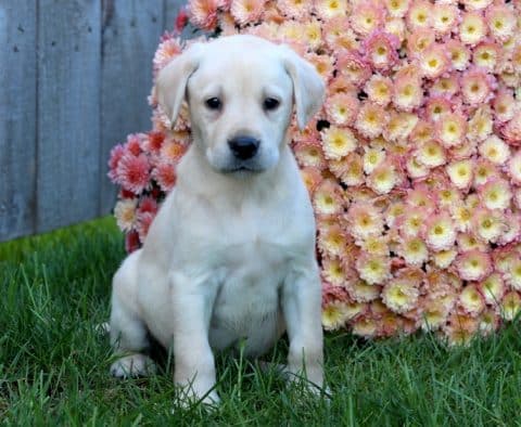 Yellow Lab Puppies for Sale - Keystone Puppies