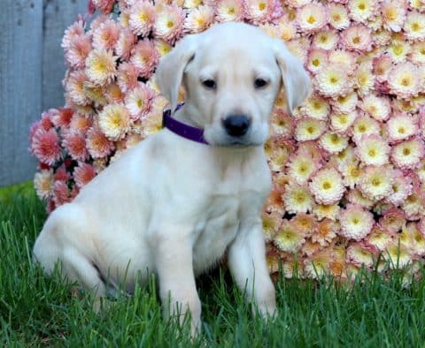 Yellow Lab Puppies for Sale - Keystone Puppies