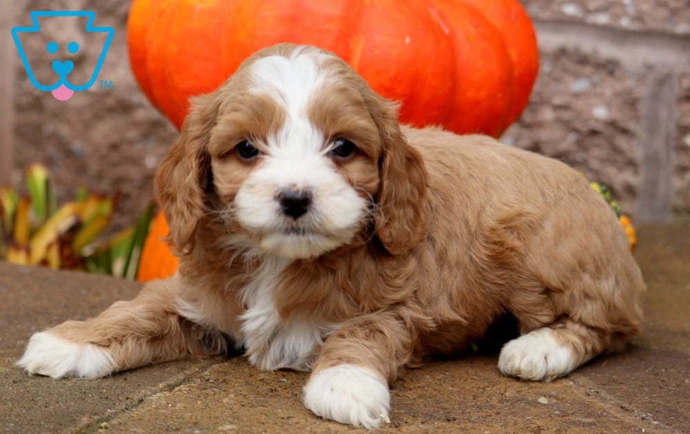 Rain | Cockapoo Puppy For Sale | Keystone Puppies