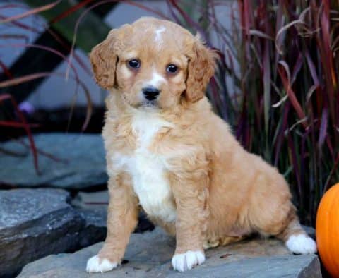 Cockapoo Puppies for Sale - Keystone Puppies