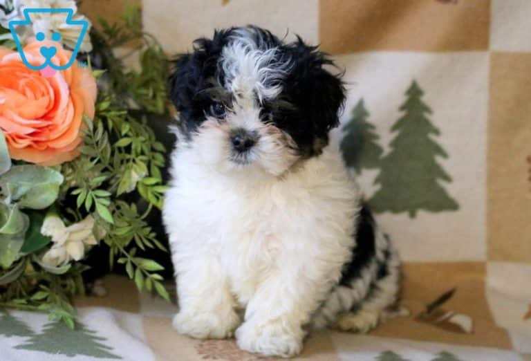 Peekapoo Puppies For Sale | Keystone Puppies