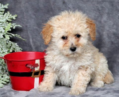 Bichpoo Puppies for Sale from Reputable Breeders - Keystone Puppies