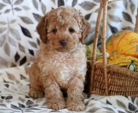 Cockapoo Puppies for Sale - Keystone Puppies