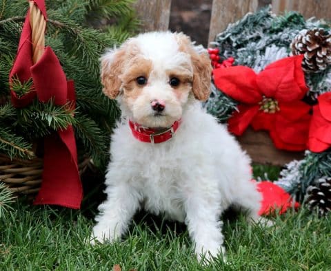 Cockapoo Puppies for Sale - Keystone Puppies