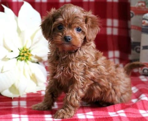 Cavapoo Puppies for Sale - Keystone Puppies
