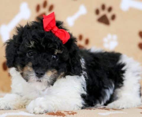 Meet Mini Poodles for Sale: Happy, Healthy & 100% Ready to be Loved