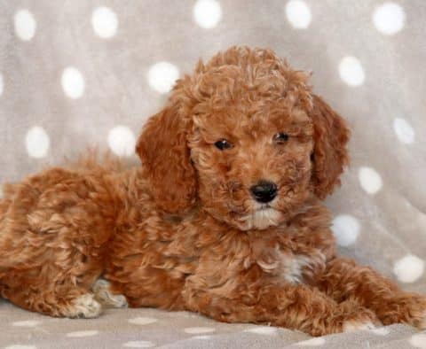 Meet Mini Poodles for Sale: Happy, Healthy & 100% Ready to be Loved