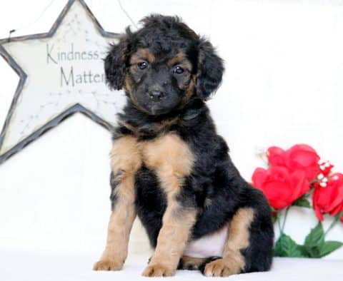 Cheap & Afforable Puppies for Sale Under $1,000 | Keystone Puppies