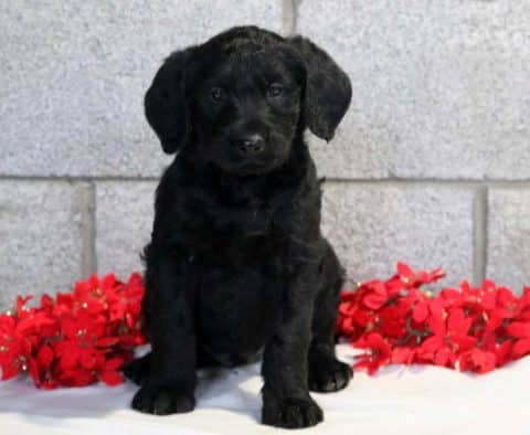 Lab Mix Puppies For Sale | Puppy Adoption | Keystone Puppies