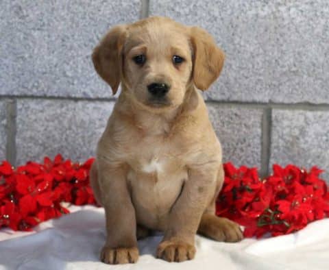 Lab Mix Puppies for Sale - Keystone Puppies