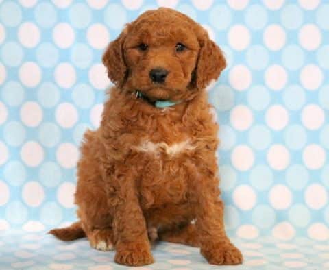 Mini Goldendoodles for Sale | All About the Miniature Goldendoodle Breed