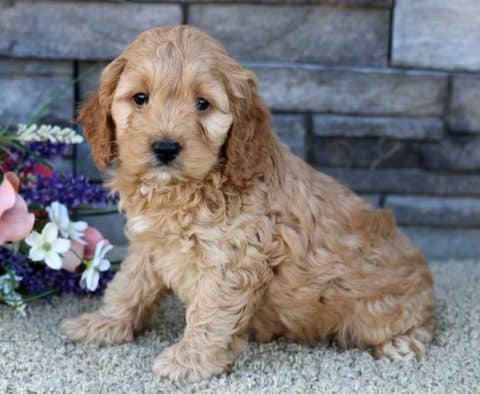 Cockapoo Puppies for Sale - Keystone Puppies