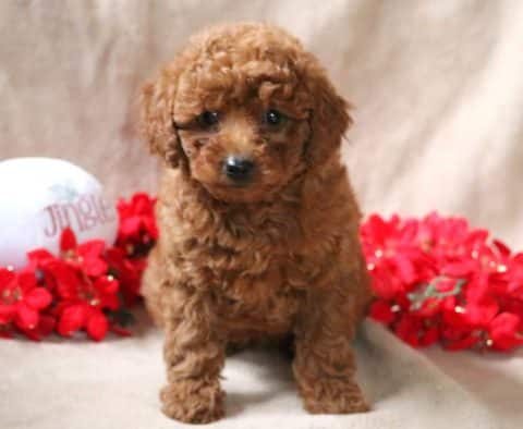 Meet Mini Poodles for Sale: Happy, Healthy & 100% Ready to be Loved