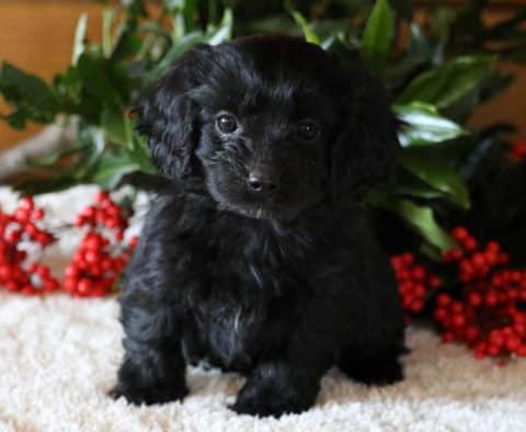 Cavapoo Puppies for Sale - Keystone Puppies