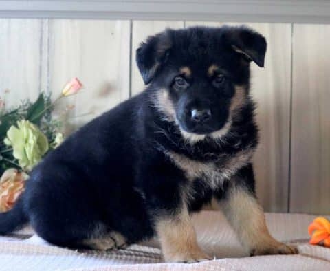 Cheap & Afforable Puppies for Sale Under $1,000 | Keystone Puppies