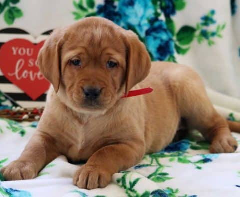 Fox Red Lab Puppies for Sale - Keystone Puppies