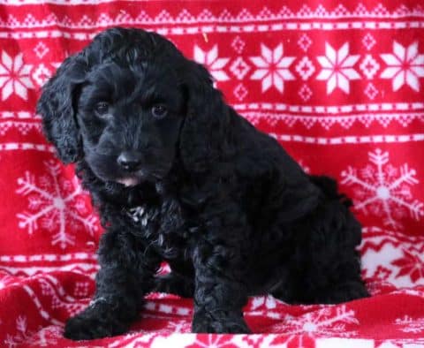 Cockapoo Puppies for Sale - Keystone Puppies