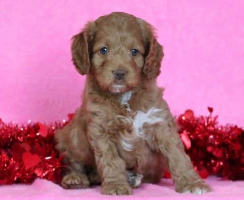Cockapoo Puppies for Sale - Keystone Puppies