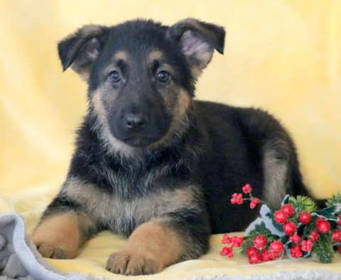 Cheap & Afforable Puppies for Sale Under $1,000 | Keystone Puppies