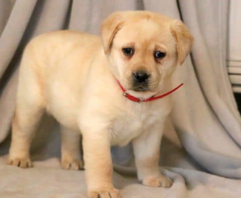 Yellow Lab Puppies for Sale - Keystone Puppies