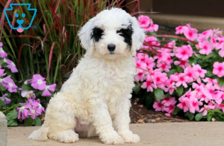 Golden Mountain Doodle Puppies For Sale | Puppy Adoption | Keystone Puppies