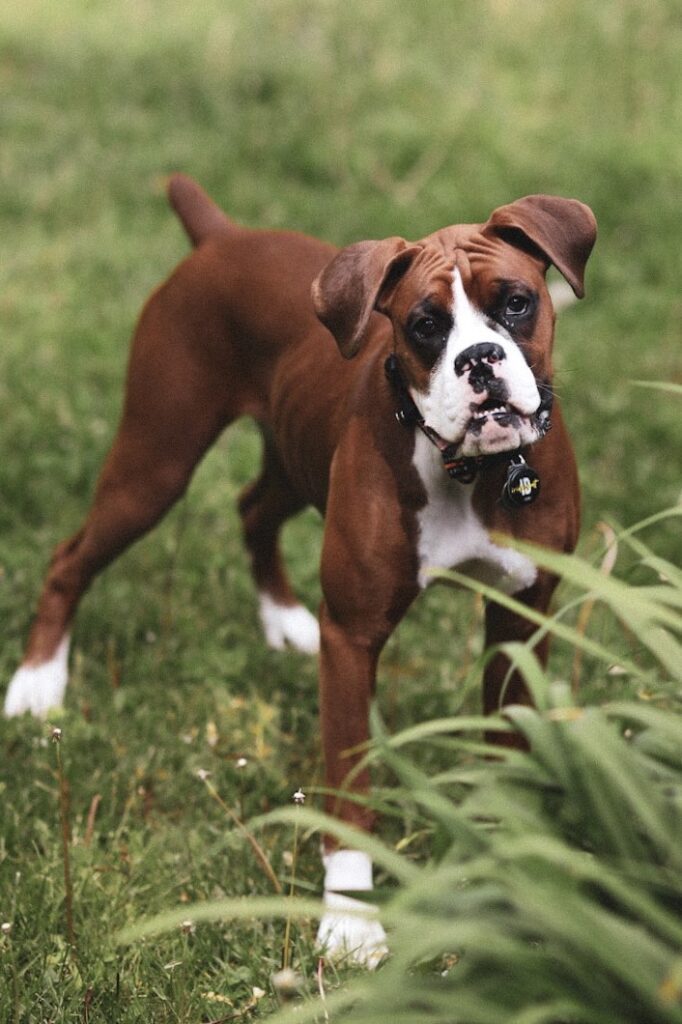 Boxer Puppies for Sale - Keystone Puppies