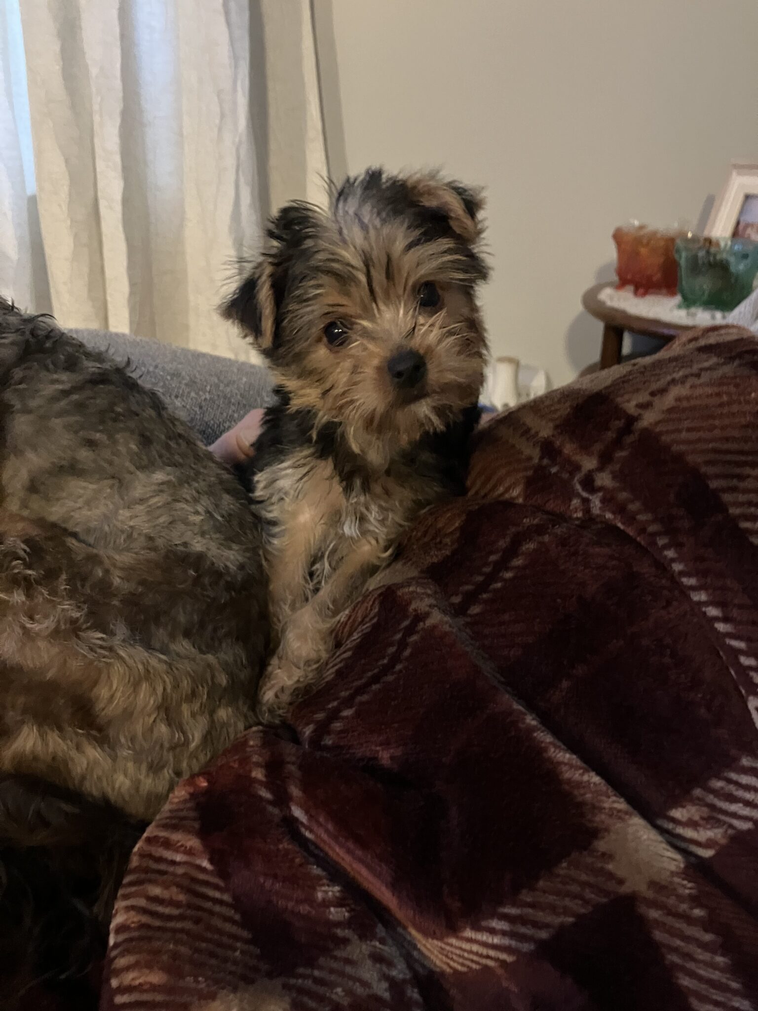 Yorkie Puppies for Sale - Keystone Puppies