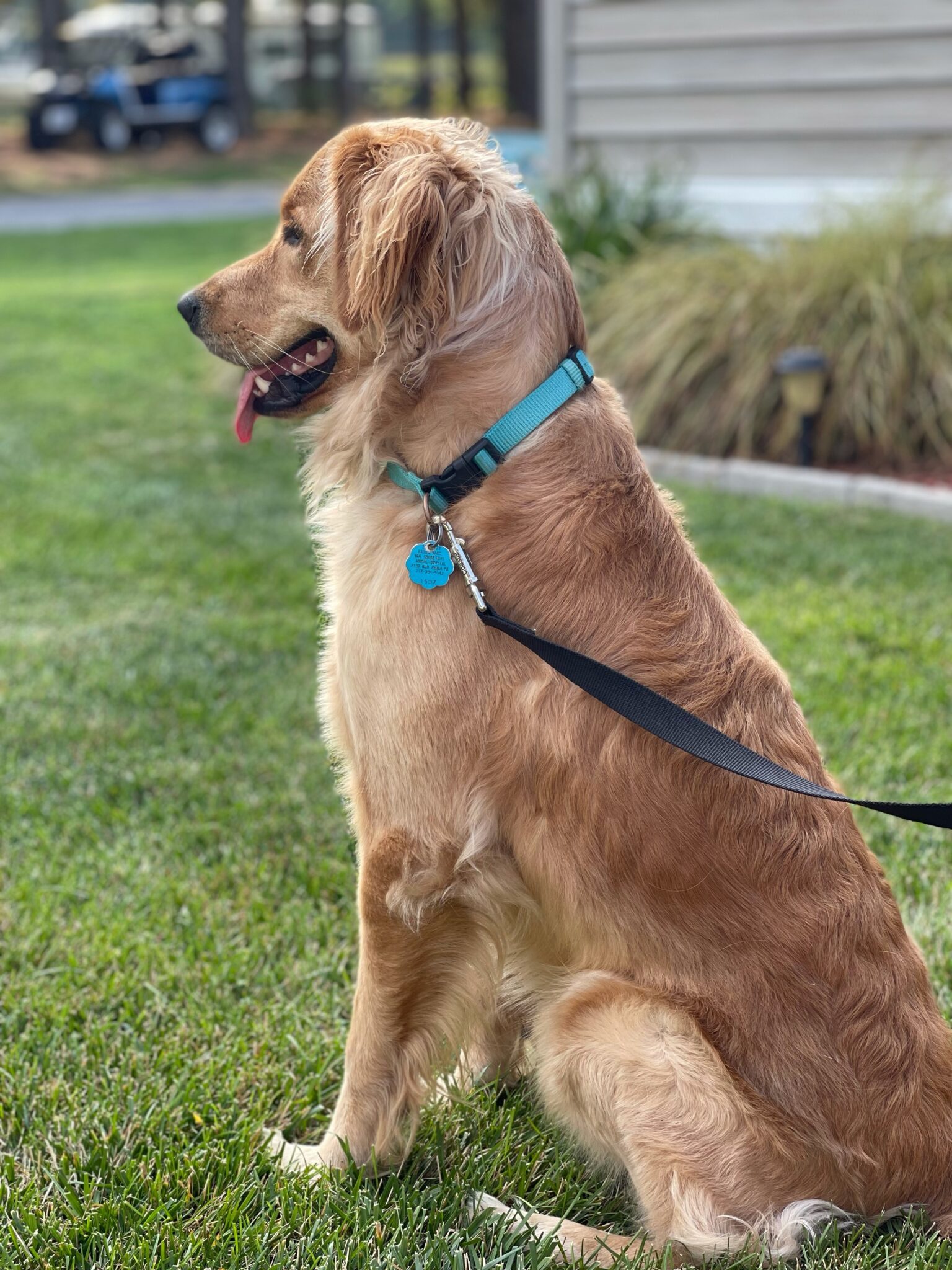 Golden Retriever Puppies for Sale - Keystone Puppies