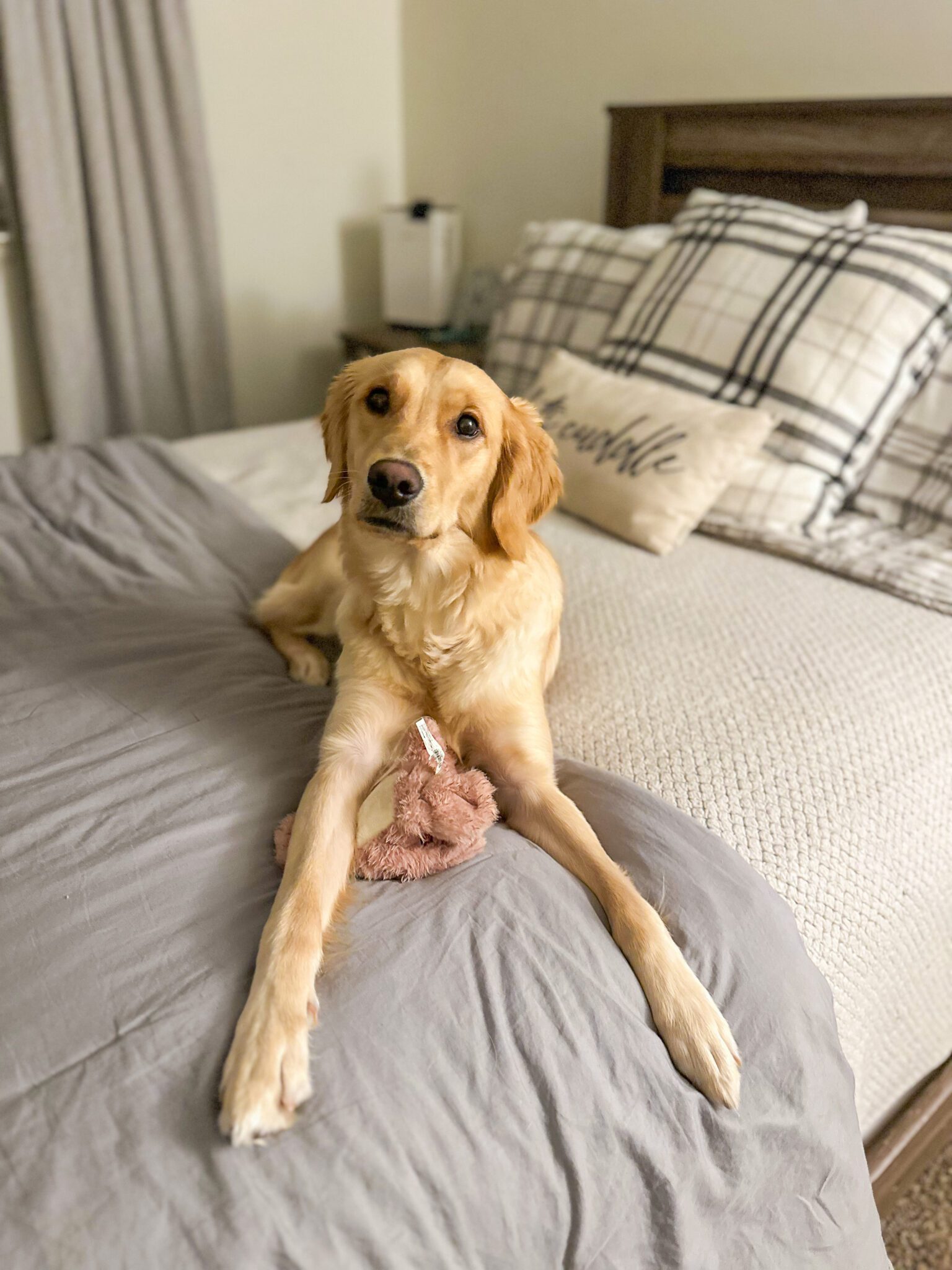 Golden Retriever Puppies for Sale - Keystone Puppies